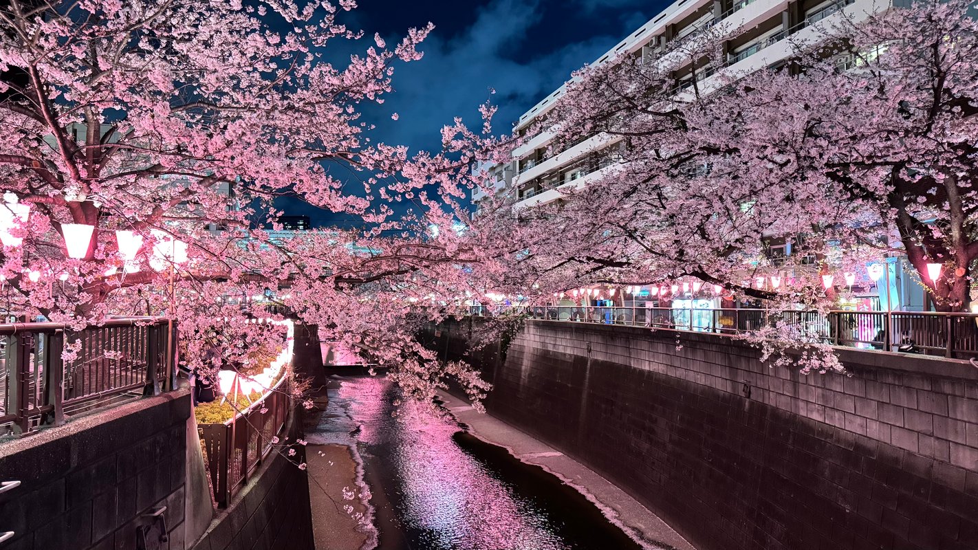 Meguro River Cherry Blossom Promenade