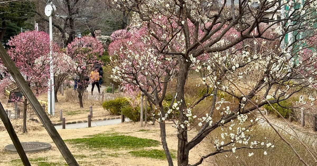 Tokyo Sumida Park Plum Blossom Walking Path